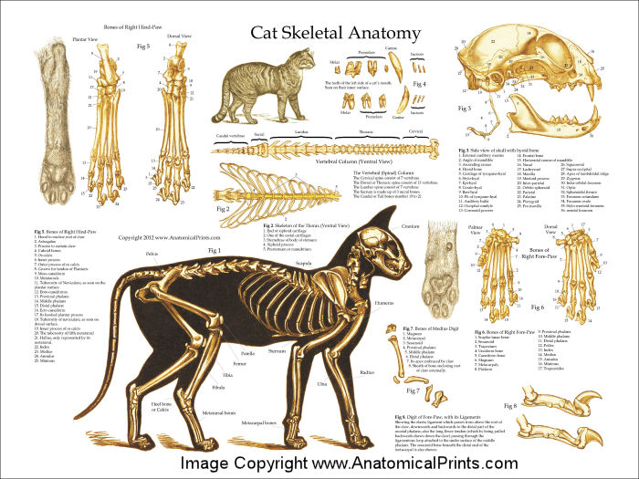 Skeletal Anatomy Of The Domestic Cat Poster Skeletal Anatomy Of The Domestic Cat Poster