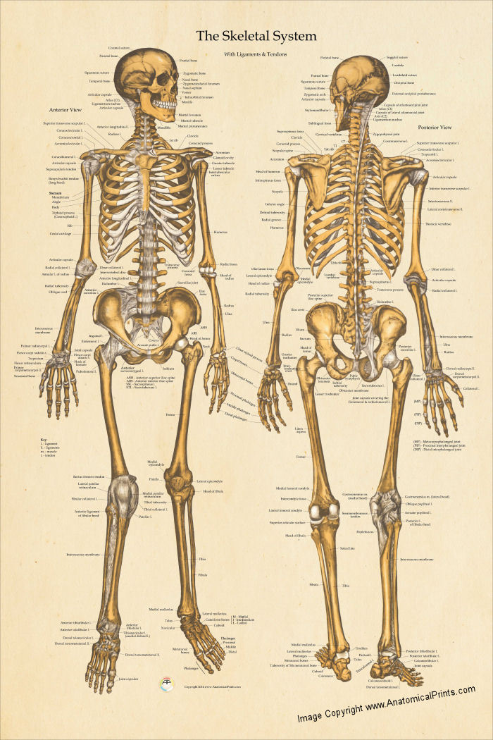 Human Skeletal Anatomy Poster 24 X 36 Human Skeletal Anatomy Poster 24 X 36