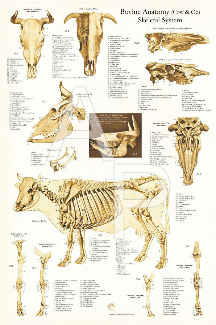 Skeletal Anatomy Of The Cow Poster Skeletal Anatomy Of The Cow Poster
