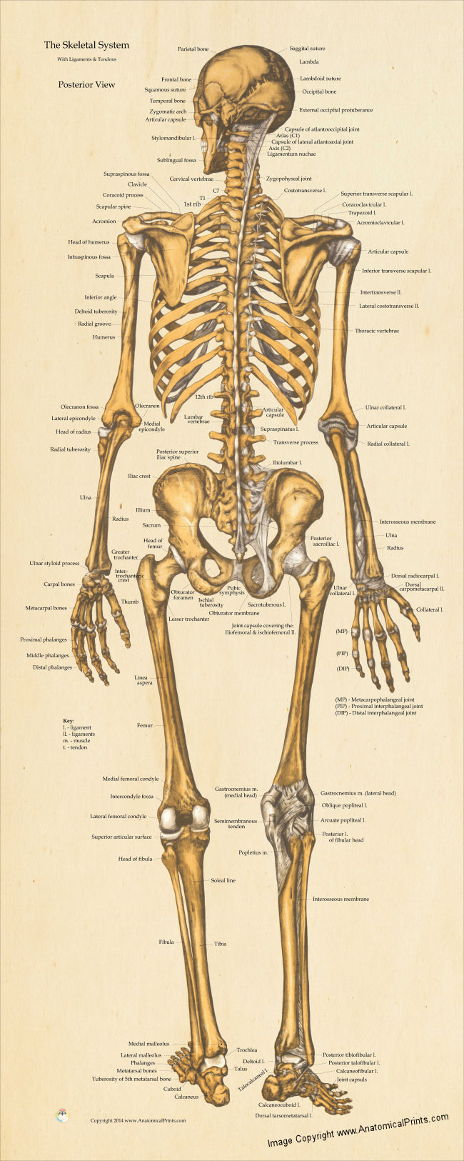 Skeletal Anatomy Poster 24 X 60 Skeletal Anatomy Poster 24 X 60