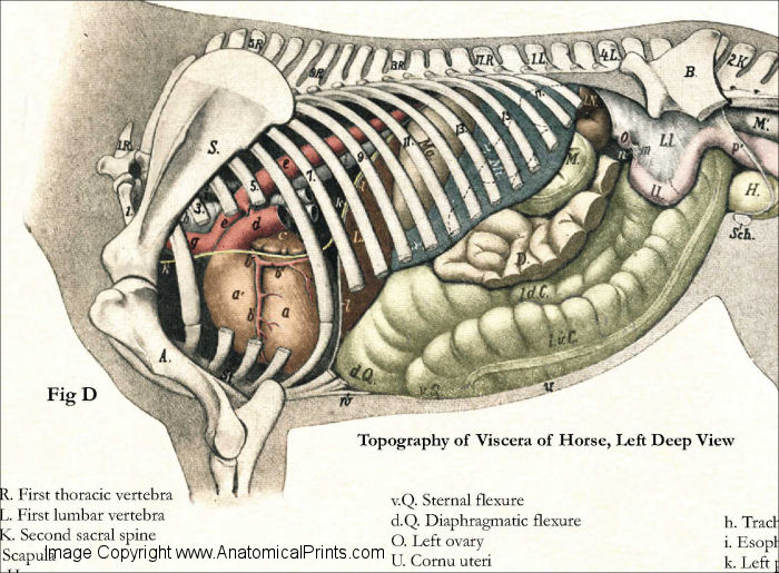Horse Internal Anatomy Poster 24 X 36